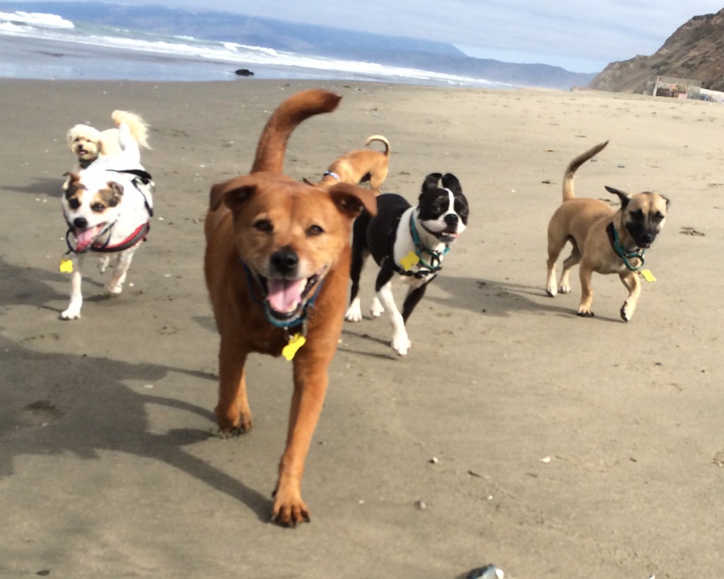 Small Dog walker in SF. Dog walking for small breeds Noe Valley area
