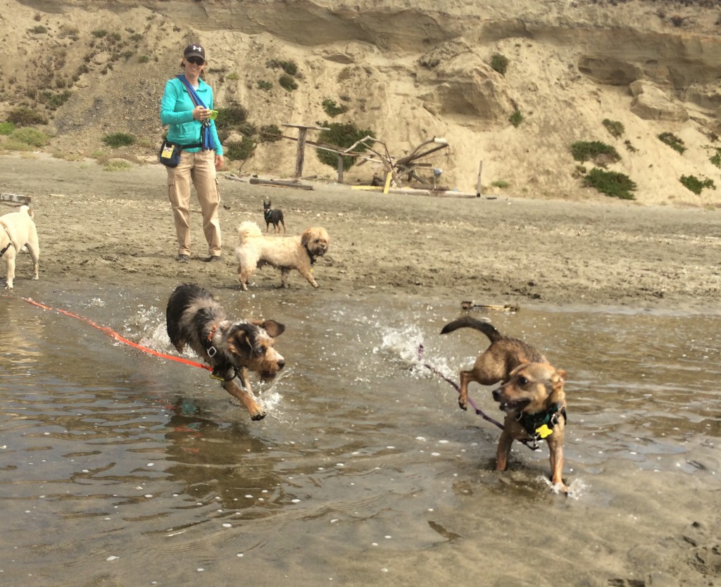 Small dog walking adventures, hikes in SF. Dog walking + training!